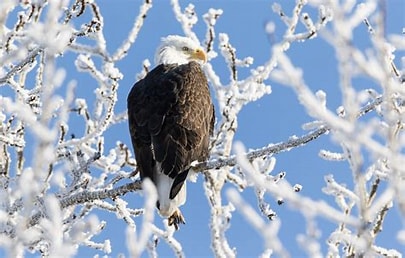 Northwoods Animals and Winter - All Northwoods