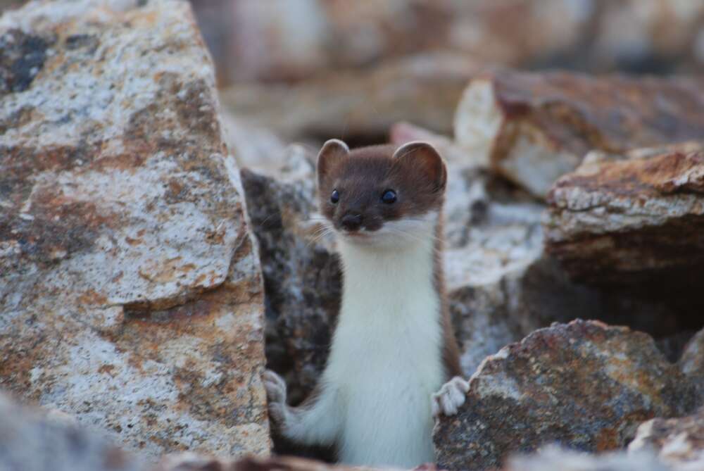 I SAW AN ERMINE. YOU SAW WHAT? - All Northwoods